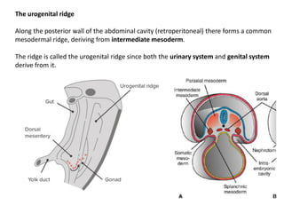 Embryology part 7 | PPT