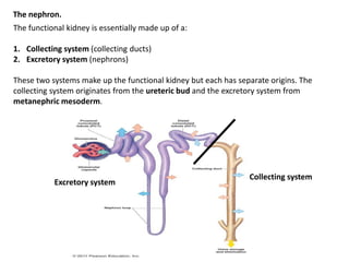 Embryology part 7 | PPT