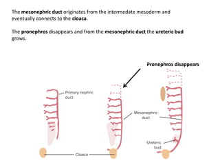 Embryology part 7 | PPT
