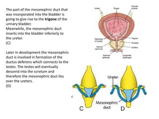 Embryology part 7 | PPT
