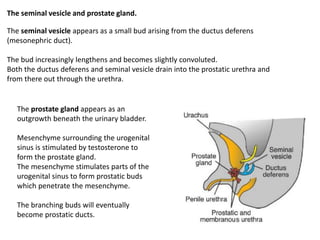 Embryology part 8 | PDF