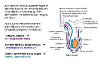 Embryology part 8 | PDF