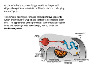 Embryology part 8 | PDF