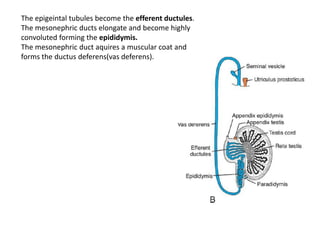 Embryology part 8 | PPT