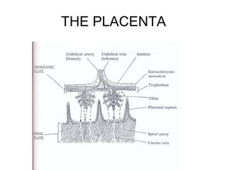 Embryology The Placenta | PPT