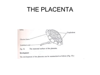 Embryology The Placenta | PPT