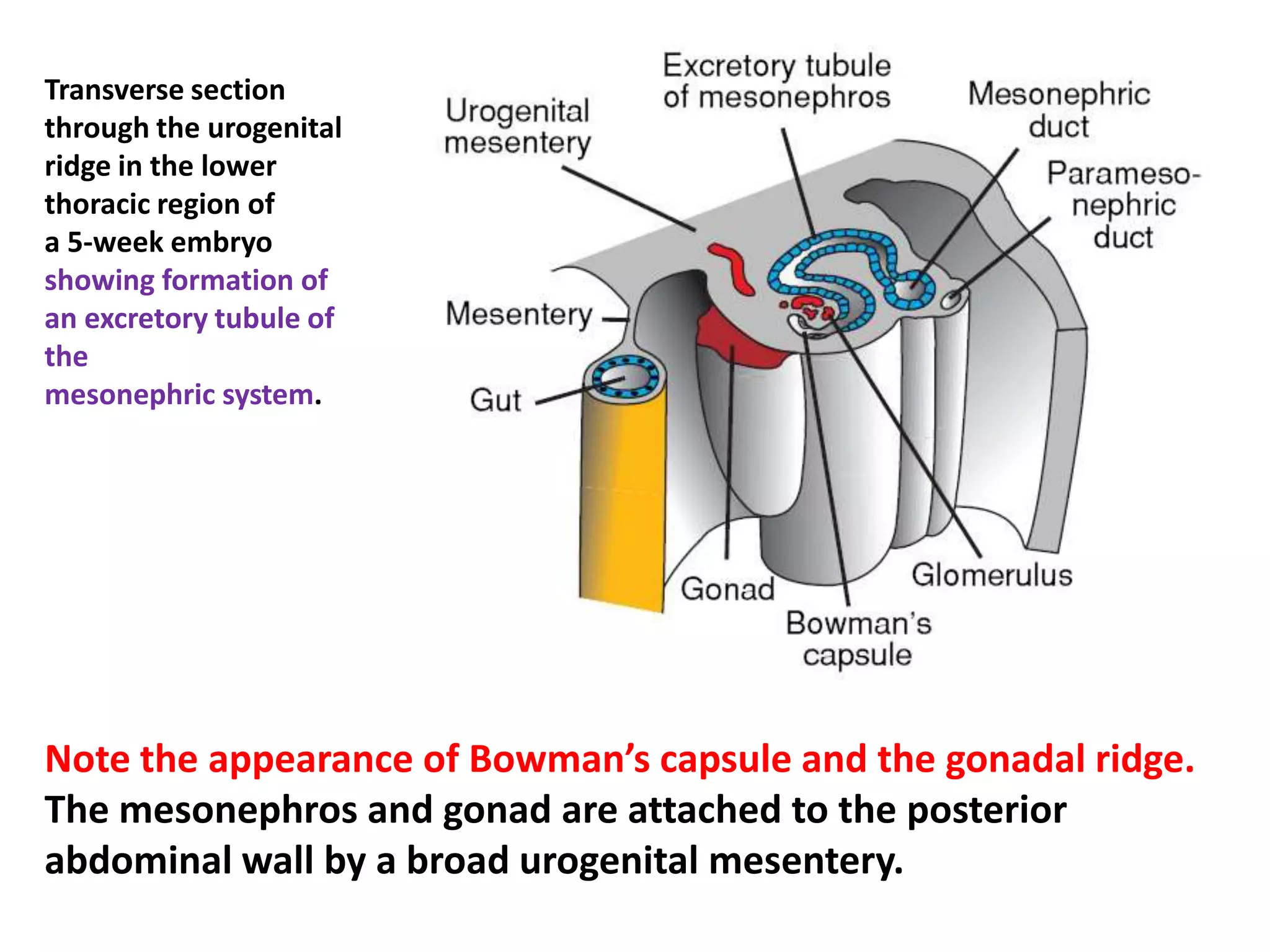 Embryology urogenital system | PPTX | Reproductive Health | Diseases ...