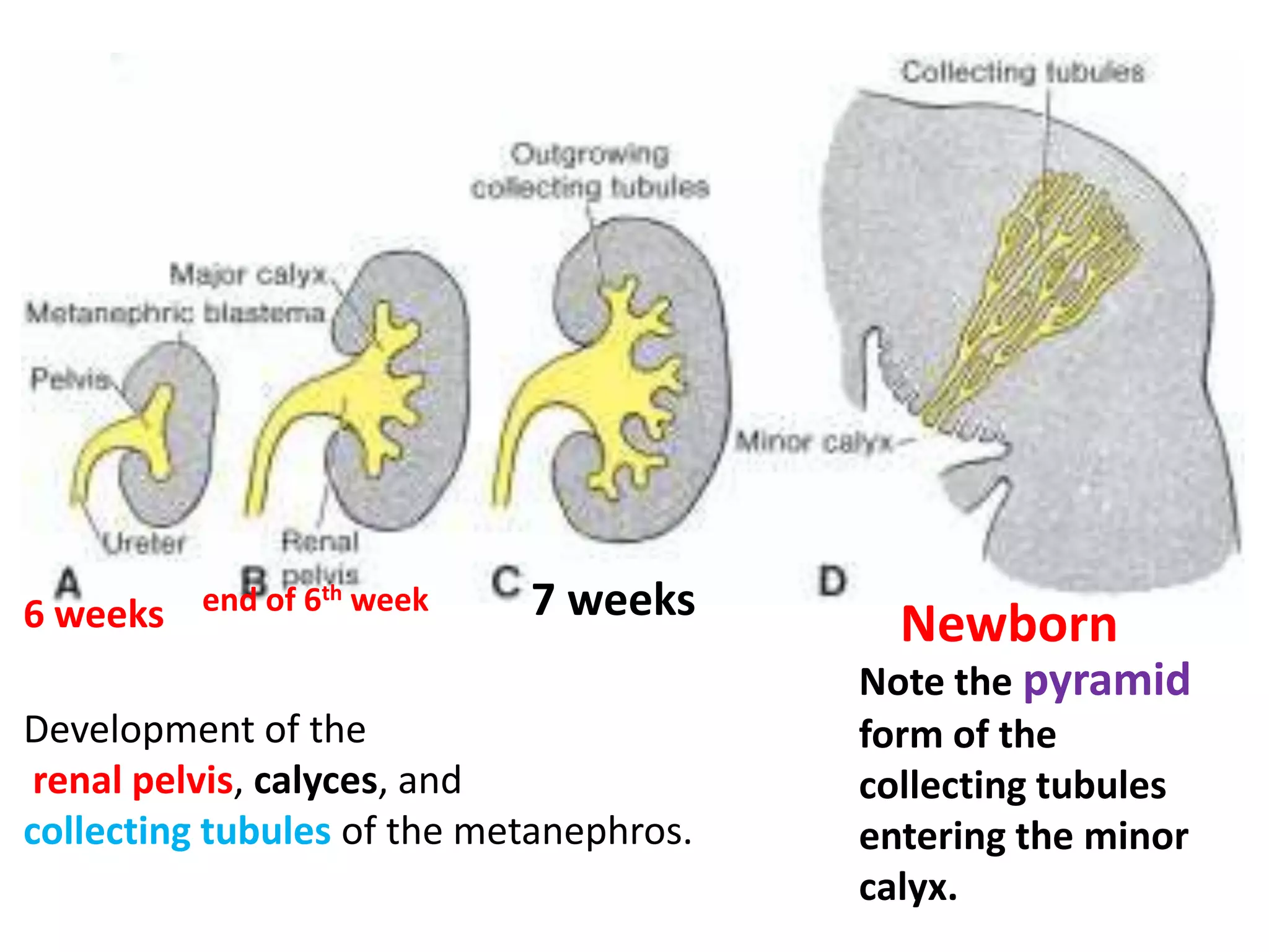 Embryology urogenital system | PPTX