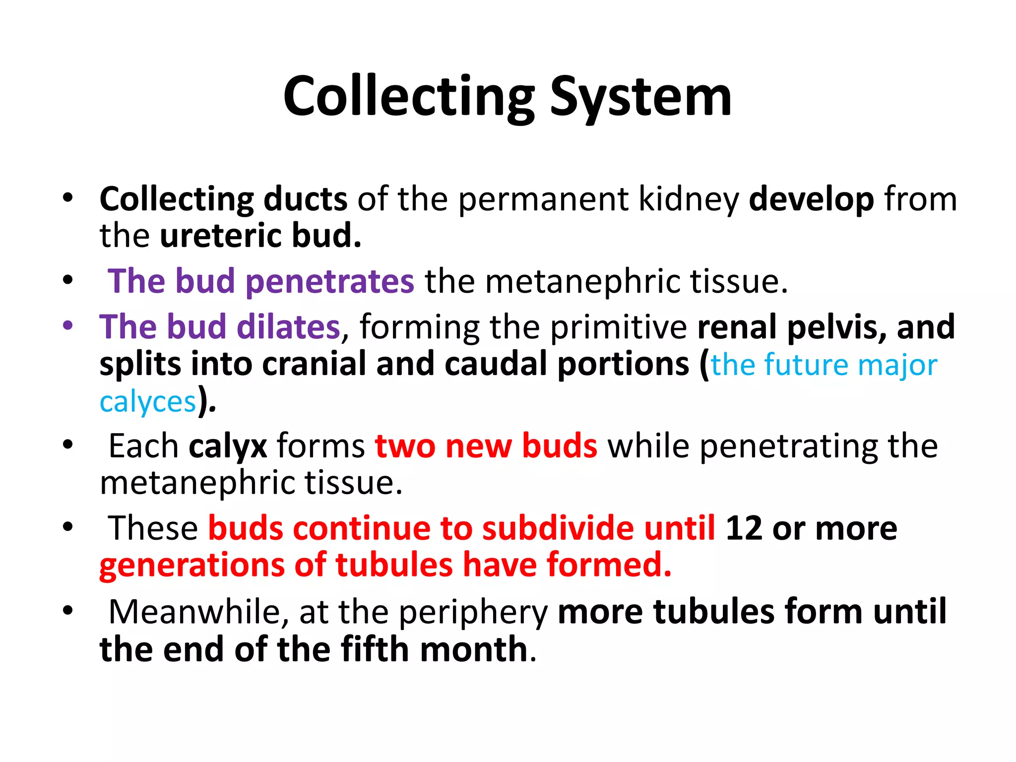 Embryology urogenital system | PPTX