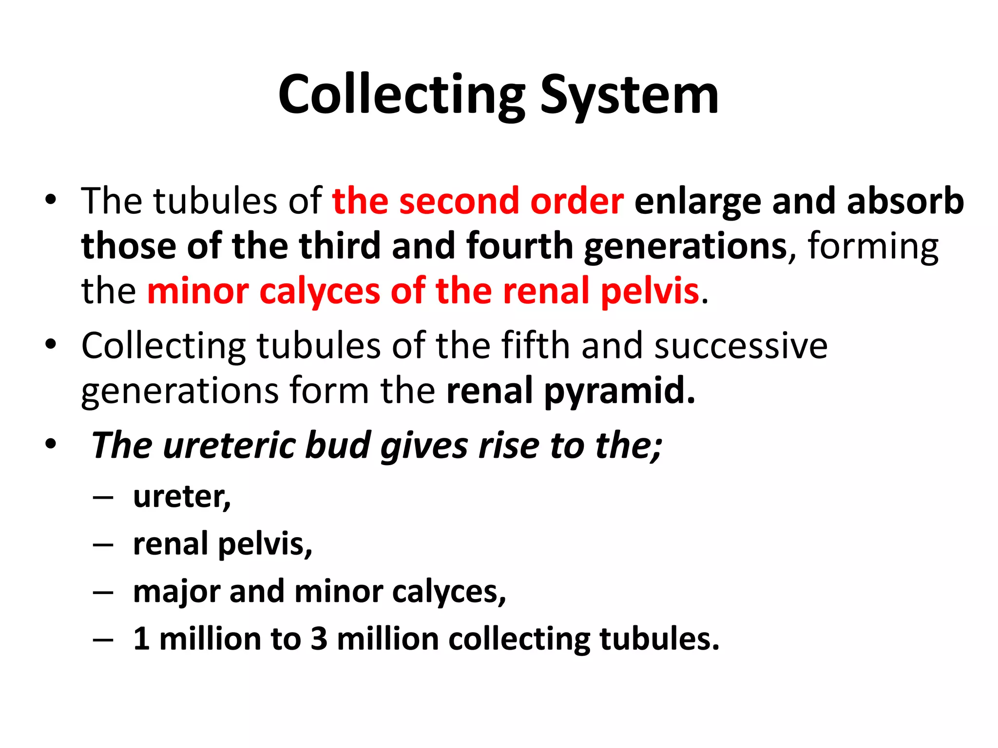 Embryology urogenital system | PPTX