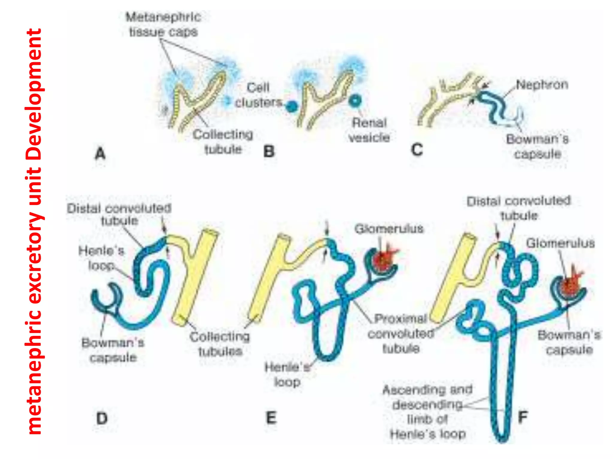 Embryology urogenital system | PPTX | Reproductive Health | Diseases ...
