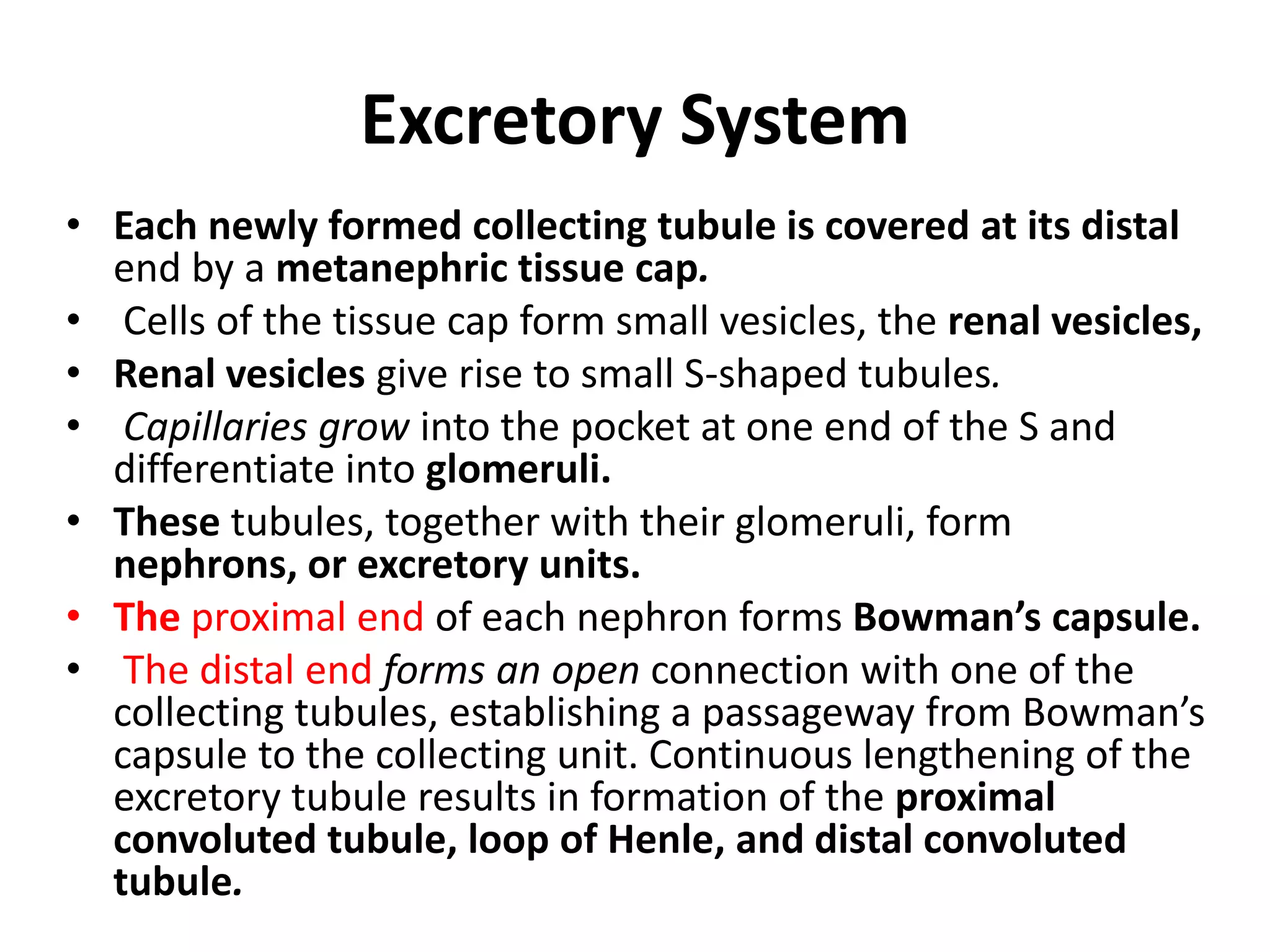 Embryology urogenital system | PPTX | Reproductive Health | Diseases ...