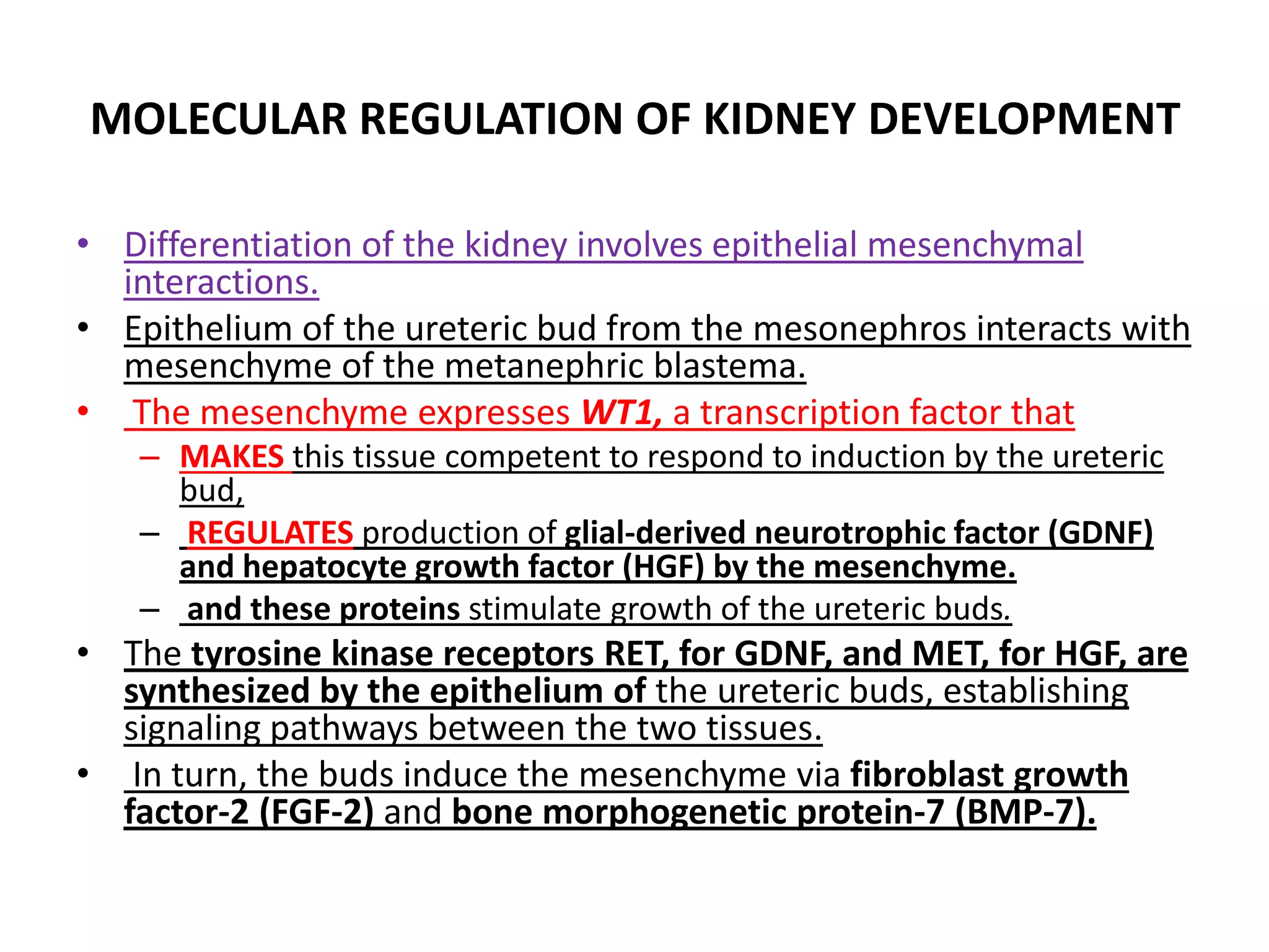Embryology urogenital system | PPTX | Reproductive Health | Diseases ...
