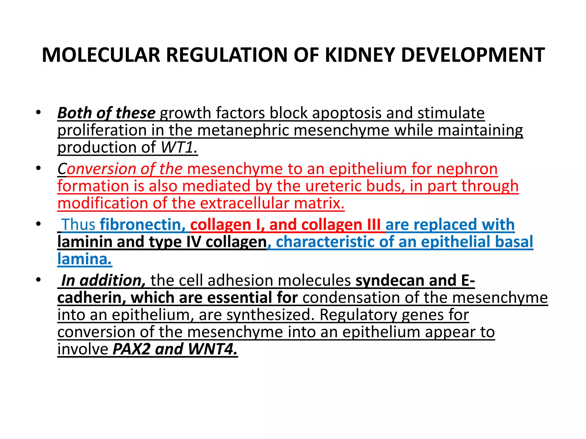 Embryology urogenital system | PPTX