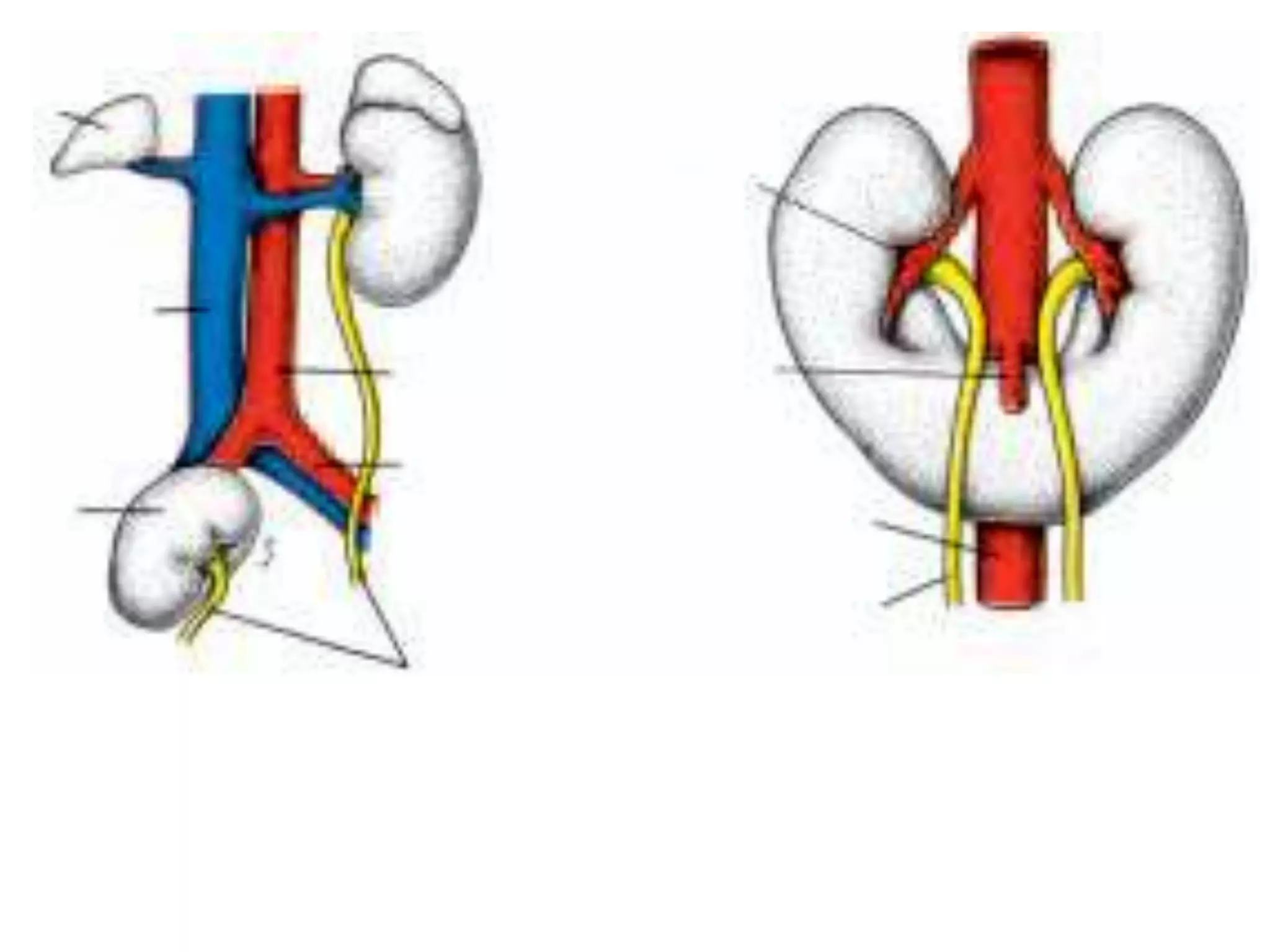 Embryology urogenital system | PPTX | Reproductive Health | Diseases ...