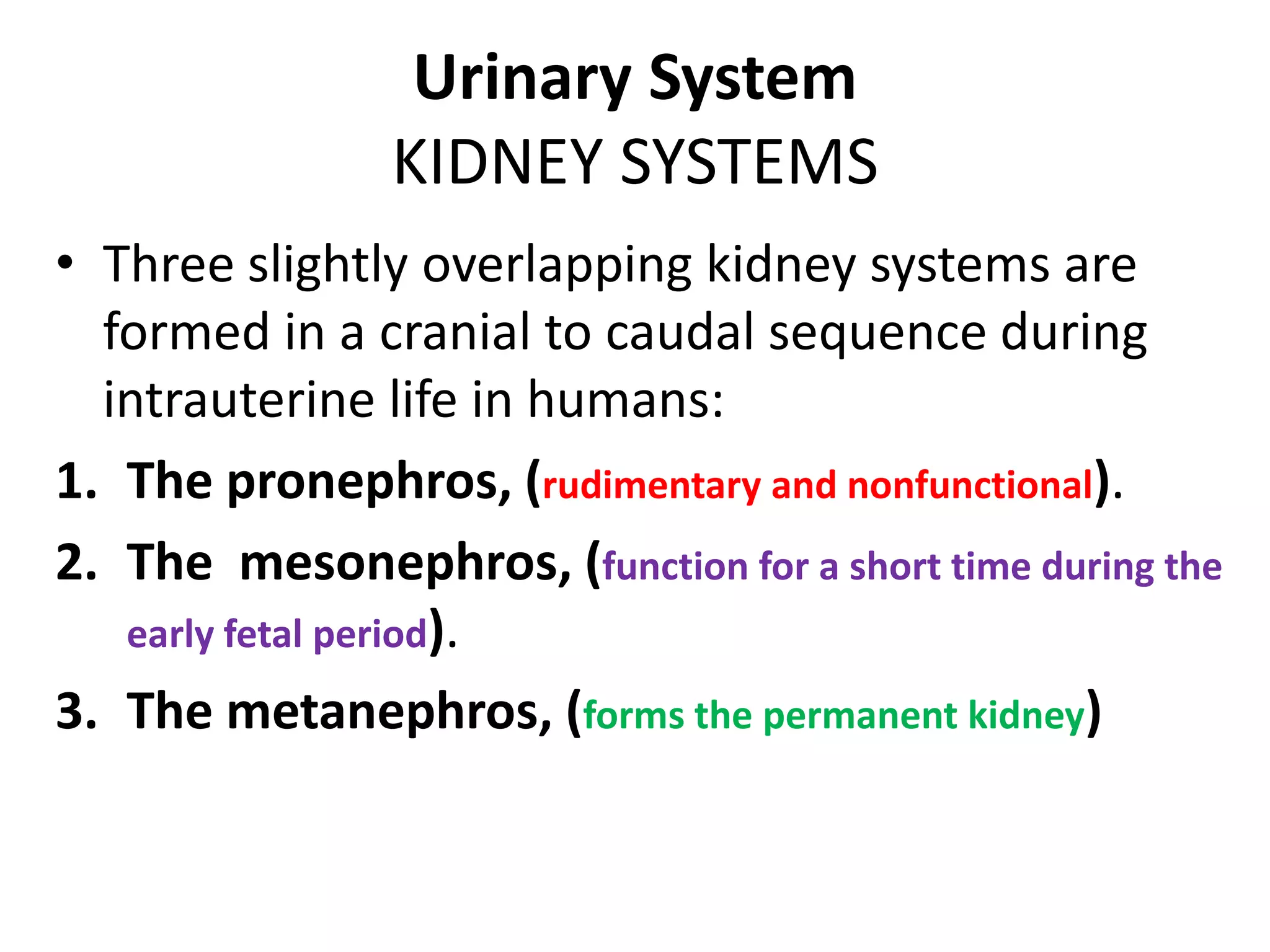 Embryology urogenital system | PPTX