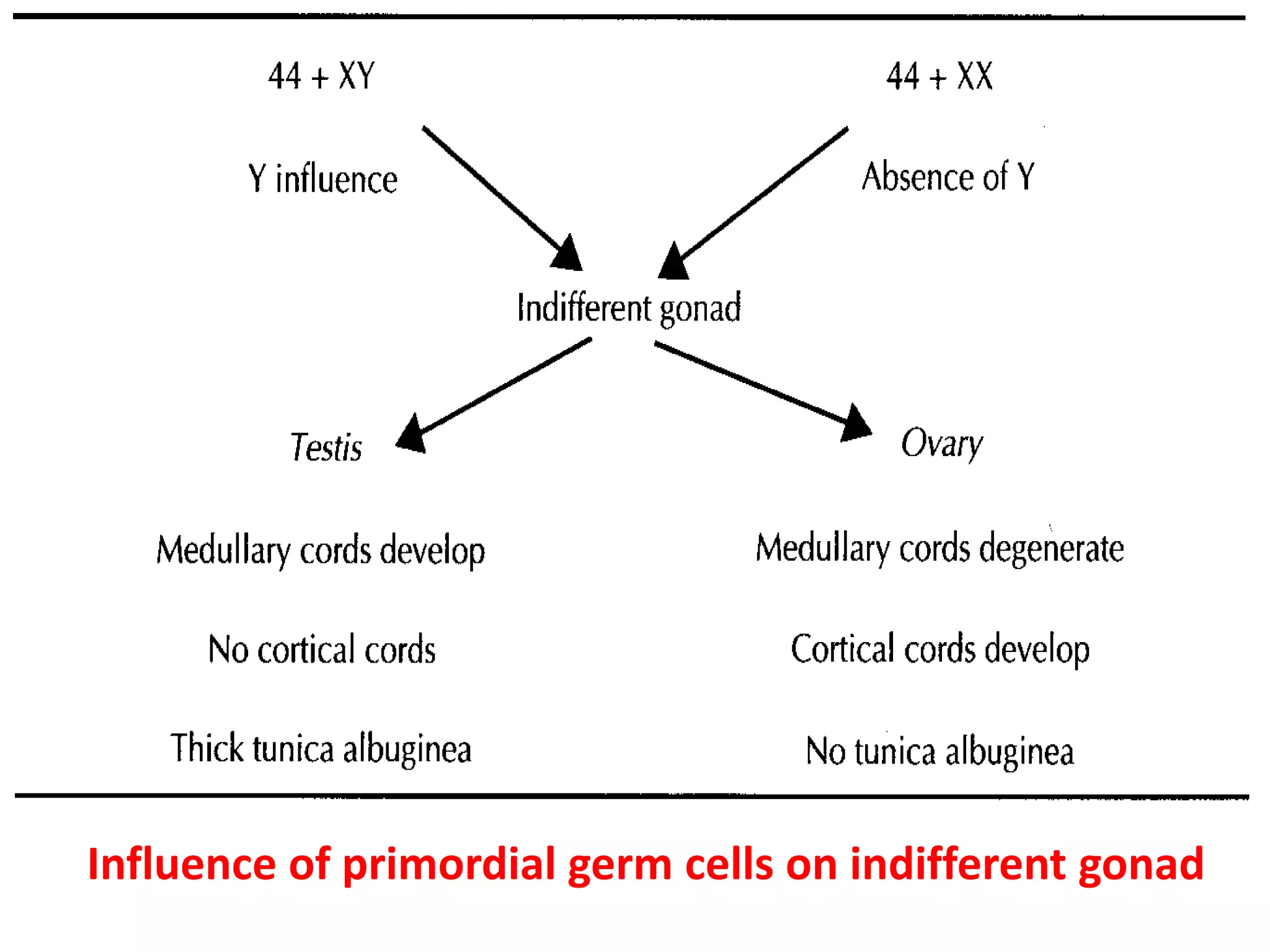 Embryology urogenital system | PPTX