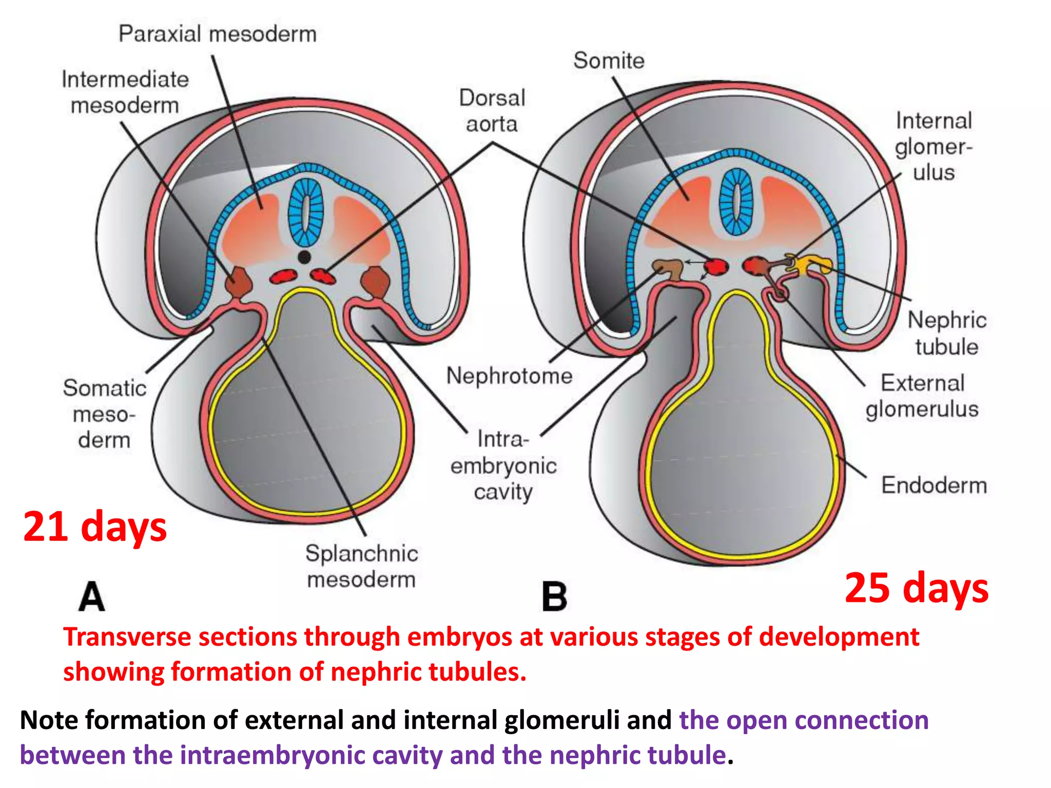 Embryology urogenital system | PPTX
