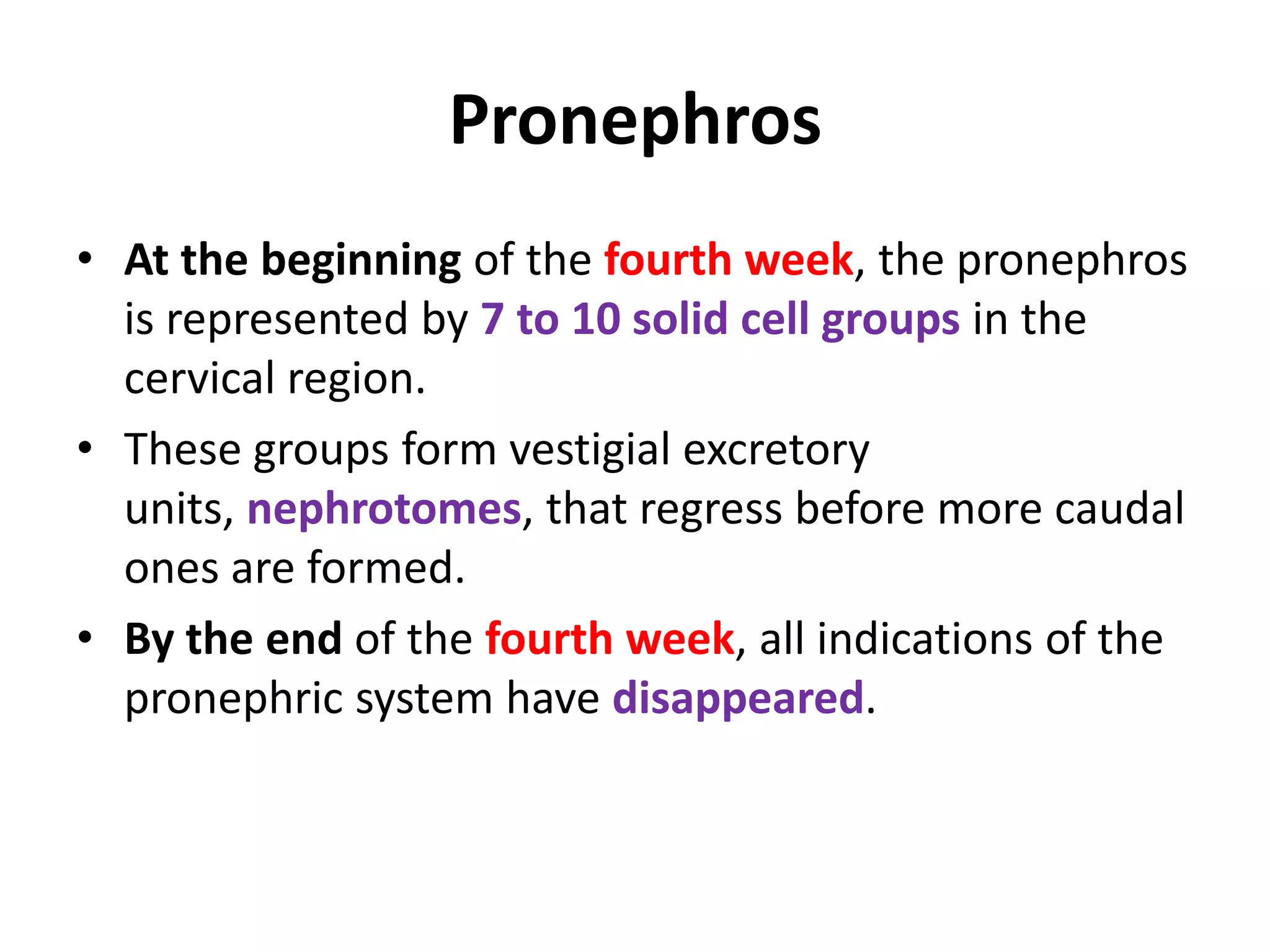 Embryology urogenital system | PPTX