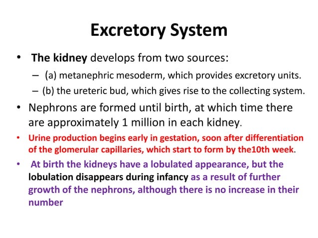 Embryology urogenital system | PPTX | Reproductive Health | Diseases ...