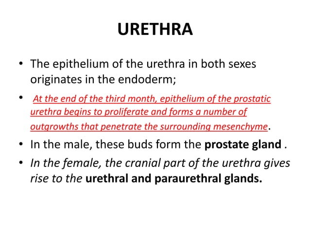 Embryology urogenital system | PPTX | Reproductive Health | Diseases ...