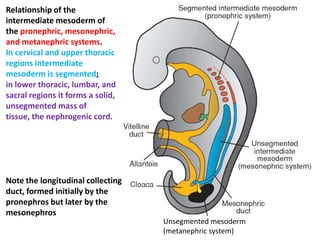 Urogenital Sinus Embryology