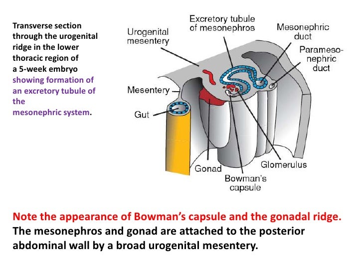 Embryology urogenital system