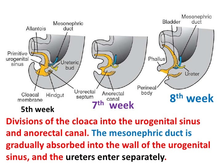 Embryology urogenital system
