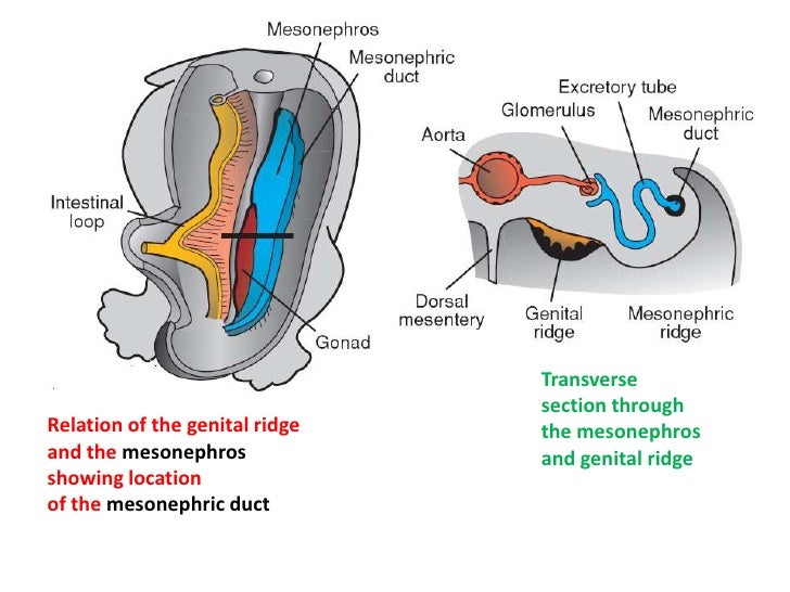 Embryology urogenital system