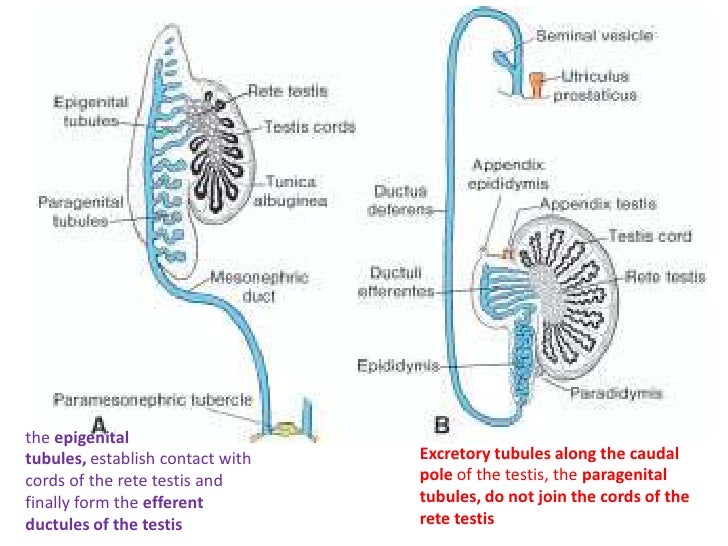 Embryology urogenital system