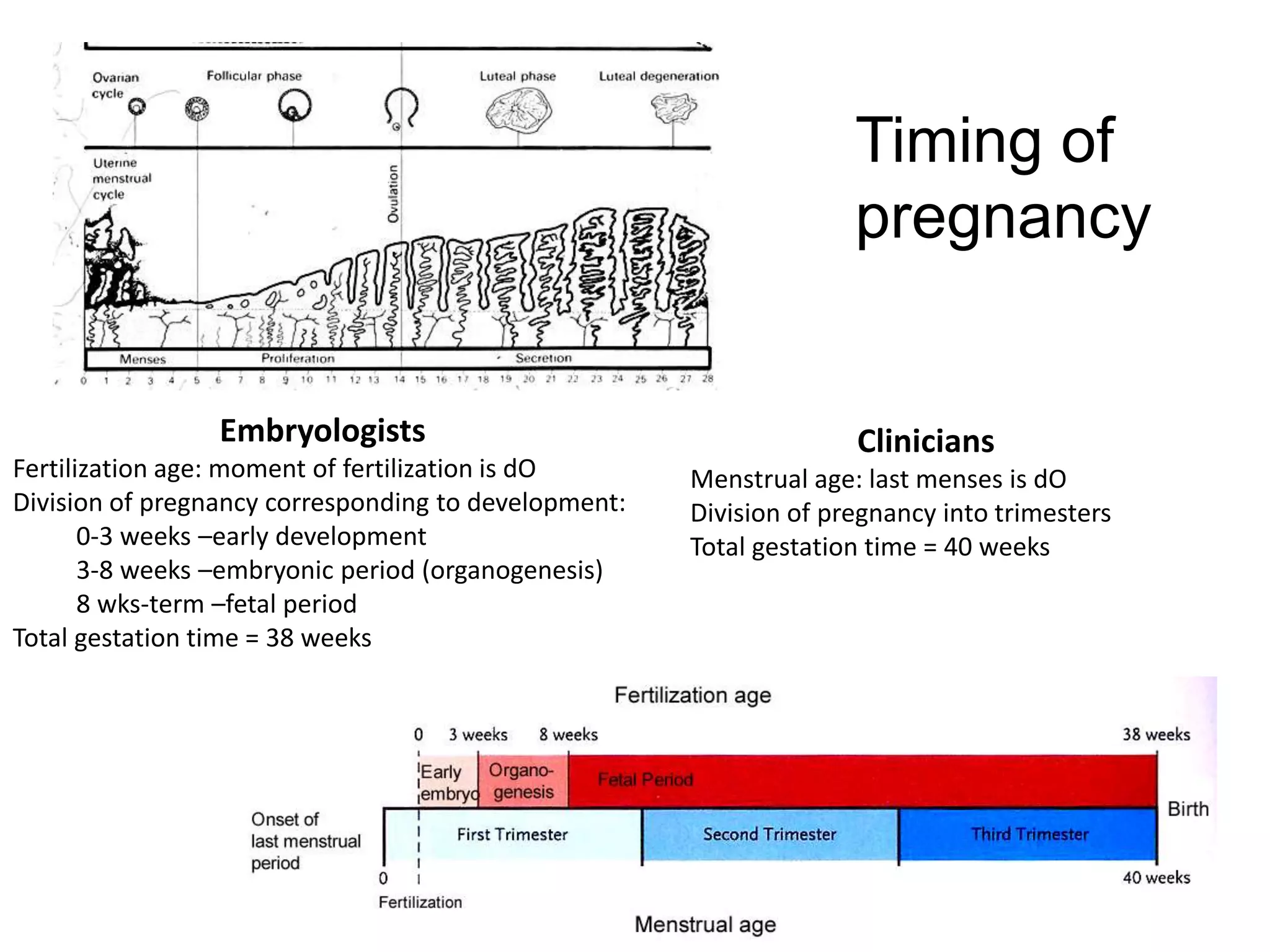 Embryology01-FertilizationToGastrulation(1).ppt