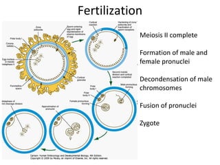 Embryology01-FertilizationToGastrulation(1).ppt