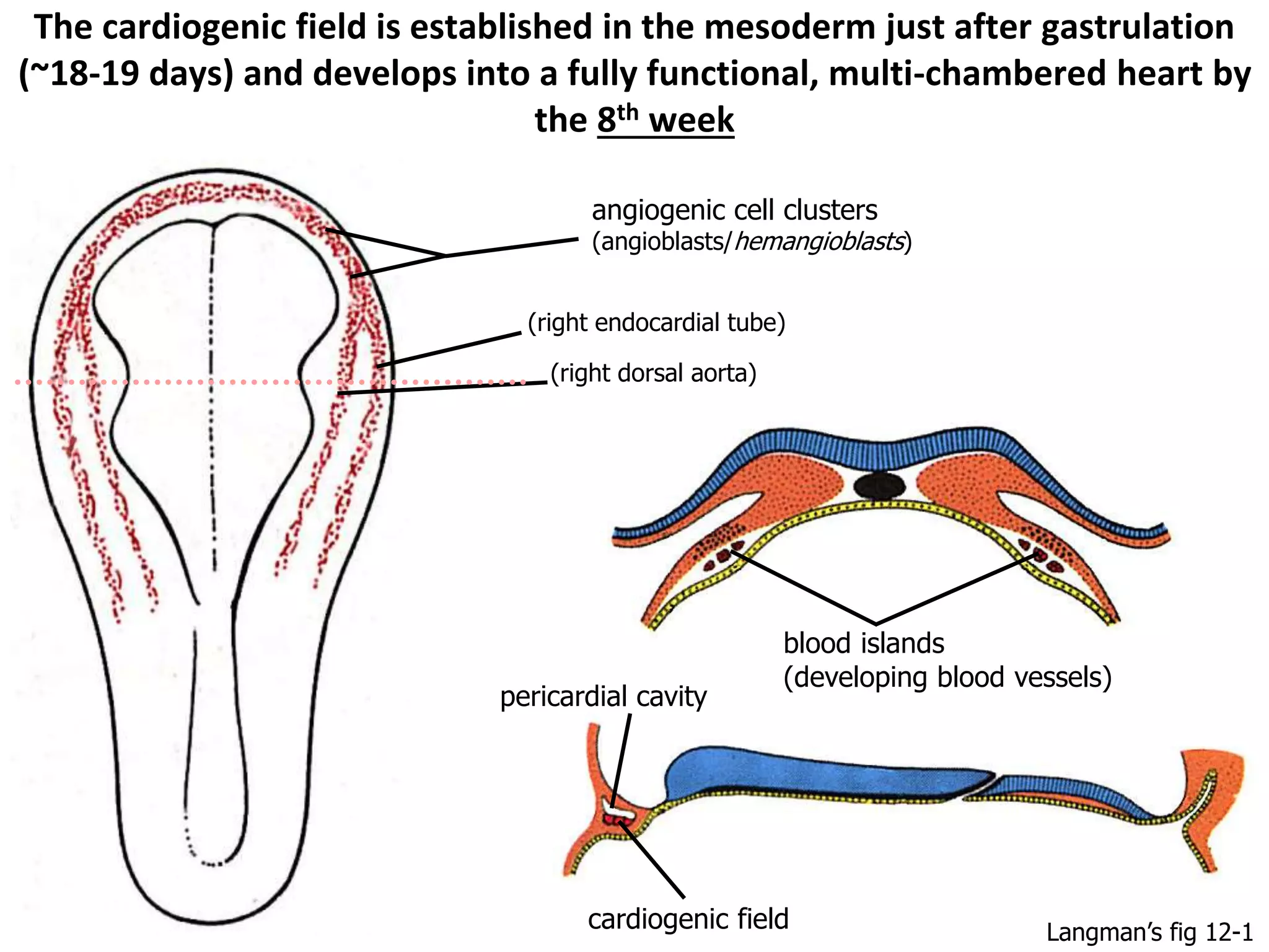 Embryology04-CardiovascularSystem.ppt | Heart and Cardiovascular ...
