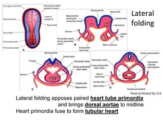 Embryology04-CardiovascularSystem.ppt
