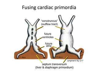 Embryology04-CardiovascularSystem.ppt
