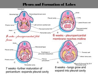 development of lung | PPT