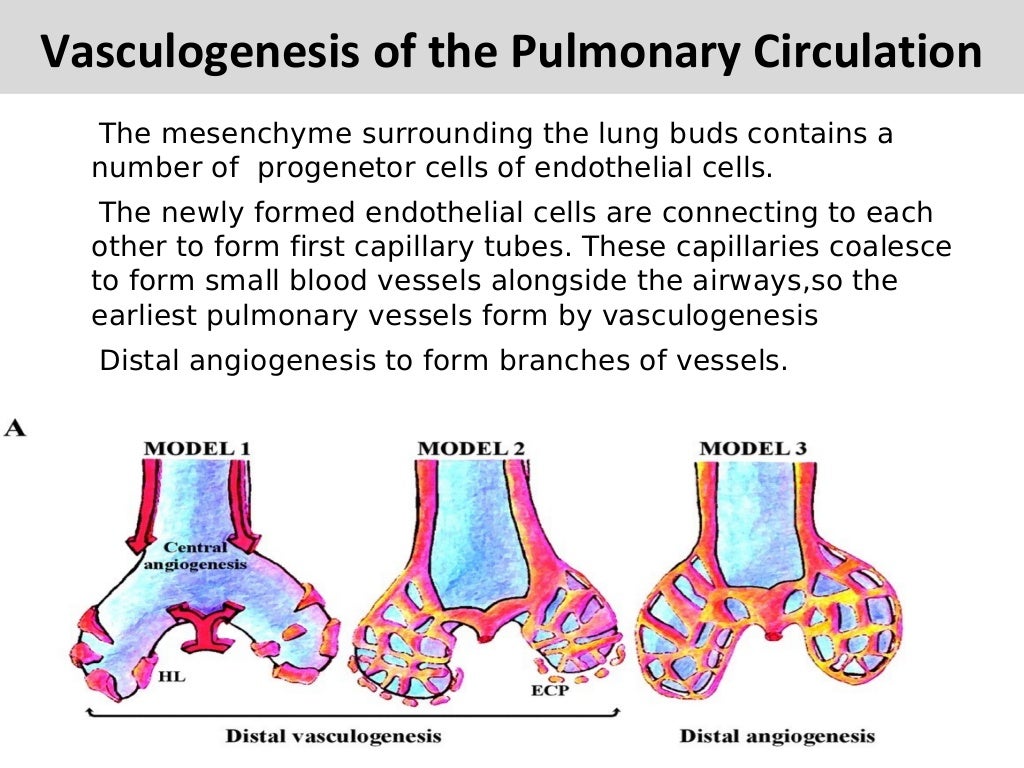 development of lung