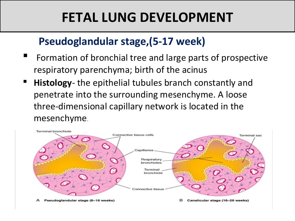 development of lung