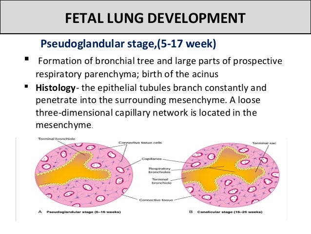 development of lung