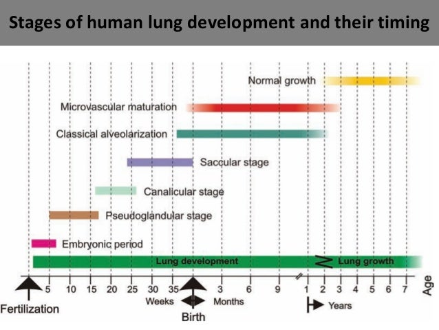 development of lung