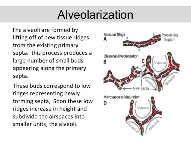 development of lung