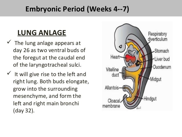 development of lung