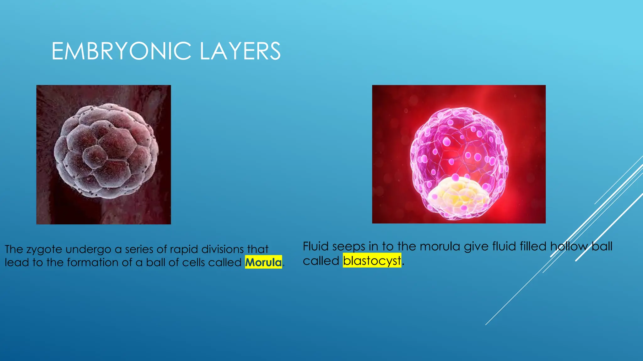 Embryology 1.pptx........................ | PPT