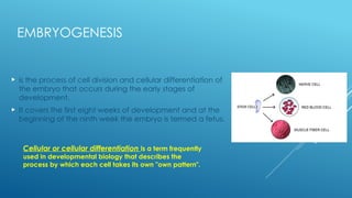 Embryology 1.pptx........................ | PPT