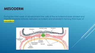 Embryology 1.pptx........................ | PPT