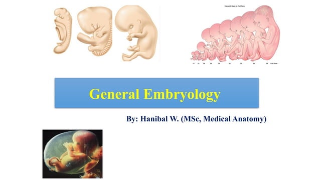 Embryology 1.pptx best ppt for medical student to be work hard at | PPTX