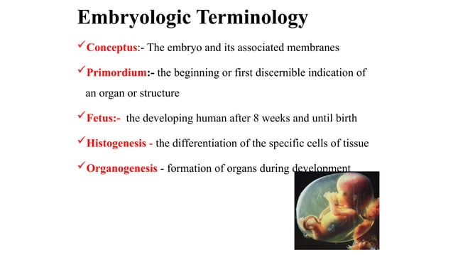 Embryology 1.pptx best ppt for medical student to be work hard at | PPTX