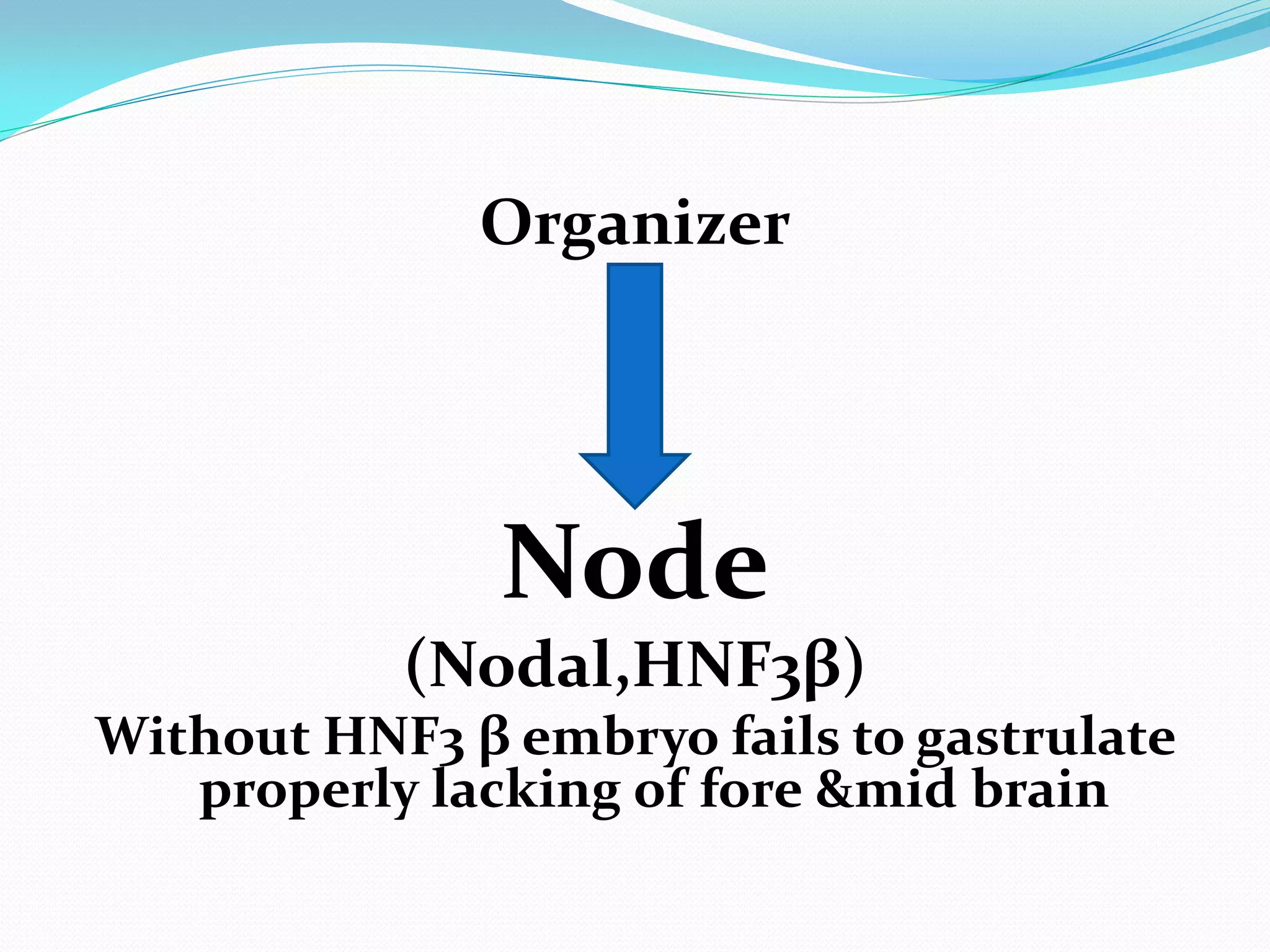 histology of Embryology 1 (2) | PDF