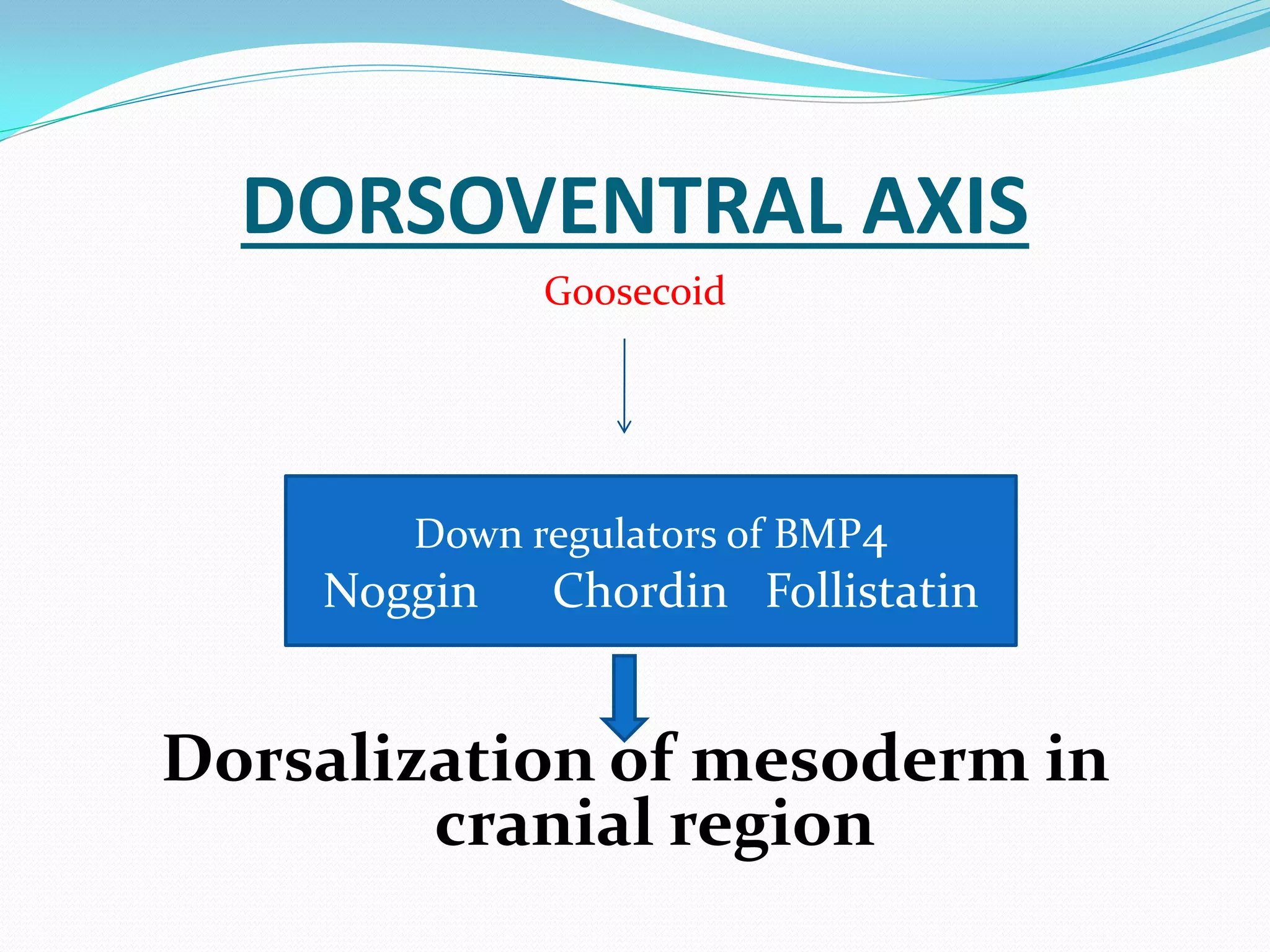 histology of Embryology 1 (2) | PDF