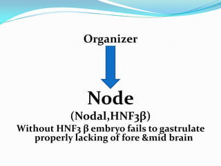 histology of Embryology 1 (2) | PDF